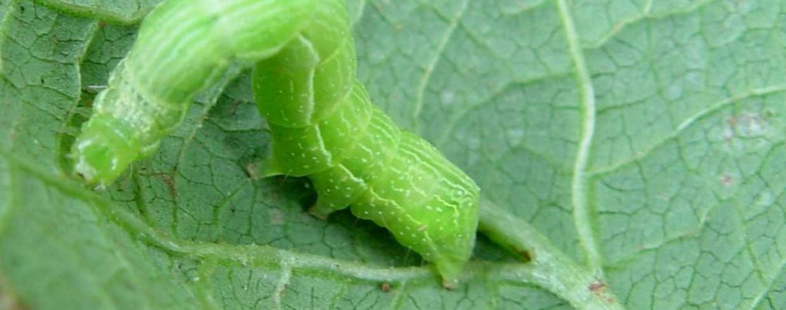 GUSANO DEL REPOLLO / BLANQUITA DE LA COL - Biopesticidas orgánicos ...