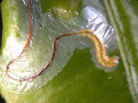GUSANO ALFILER / MINADOR GIGANTE - Biopesticidas orgánicos naturales